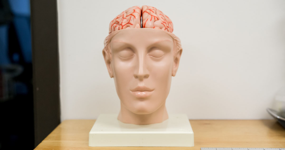 UW–Madison study breaks new ground on how menopause affects brain ...